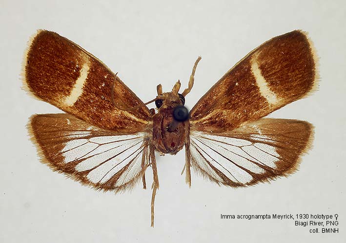 Papua Insects Foundation (Lepidoptera/Immidae)